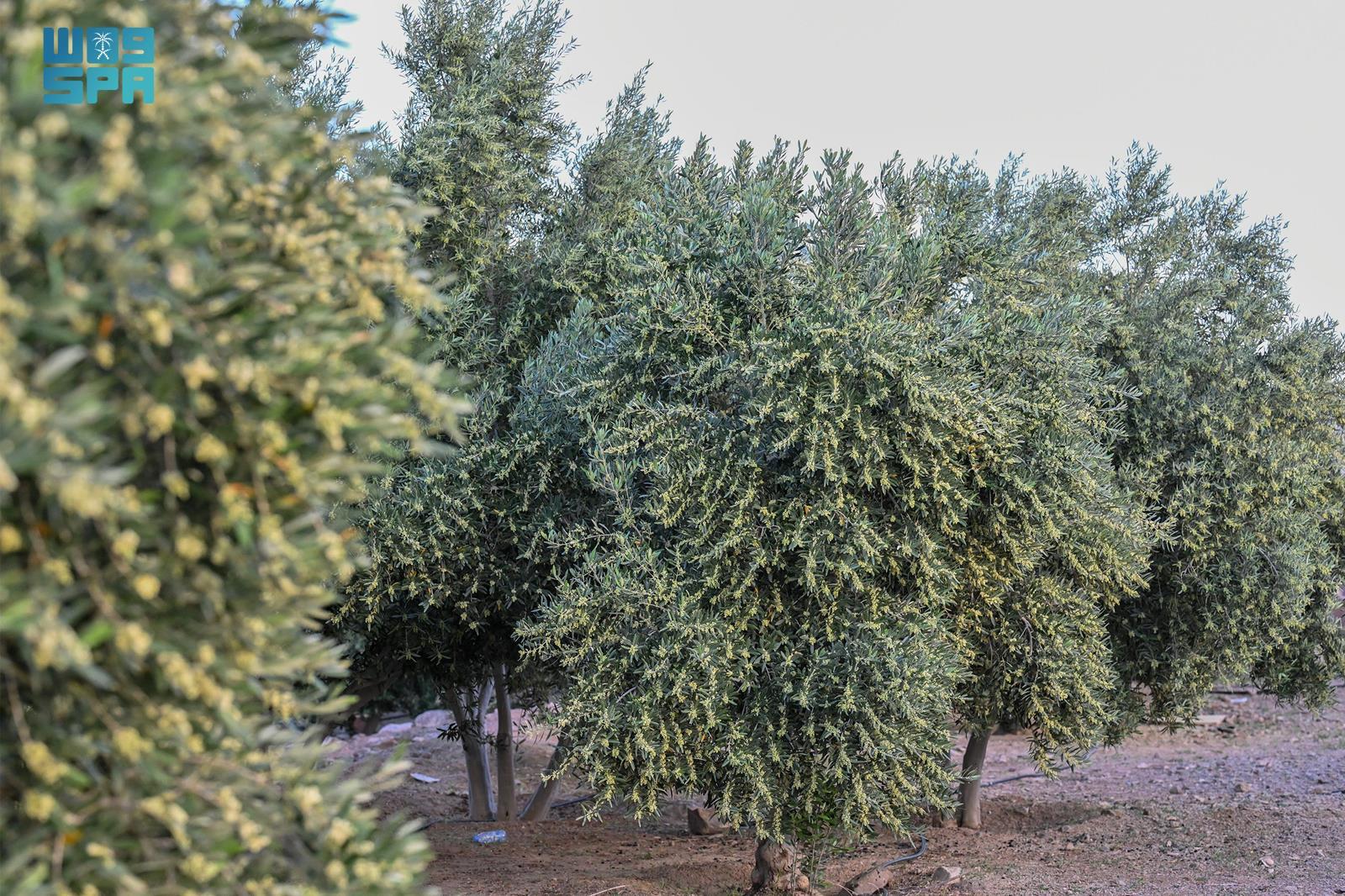 Tabuk's Olive Trees Burst into Bloom, Promise Bountiful Harvest