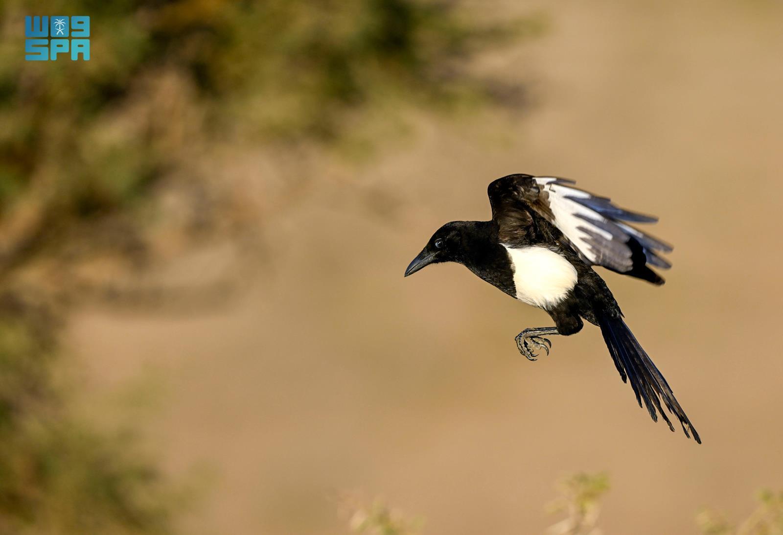 Saudi Arabia's Asir Magpie Faces Conservation Challenges