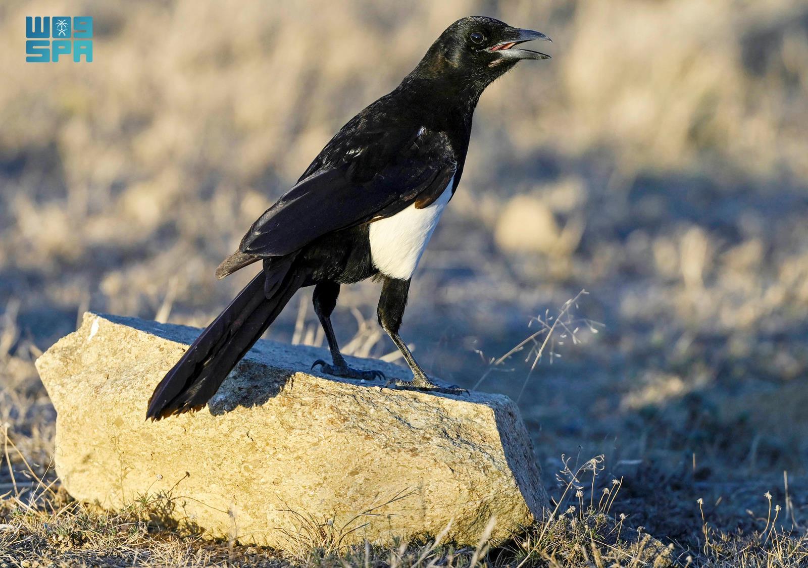 Saudi Arabia's Asir Magpie Faces Conservation Challenges