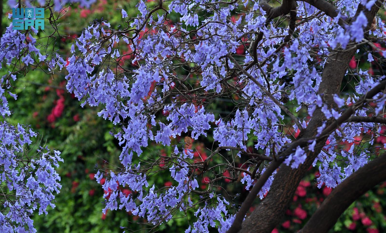 Abha Bathed in Spring Showers as Jacaranda Blooms