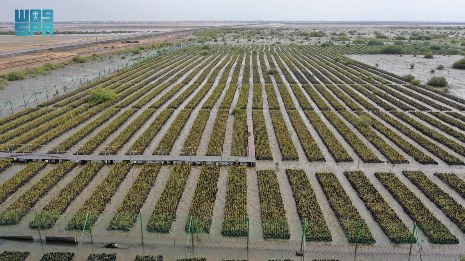 Saudi Arabia Embarks on Transformative Journey Toward Environmental ...