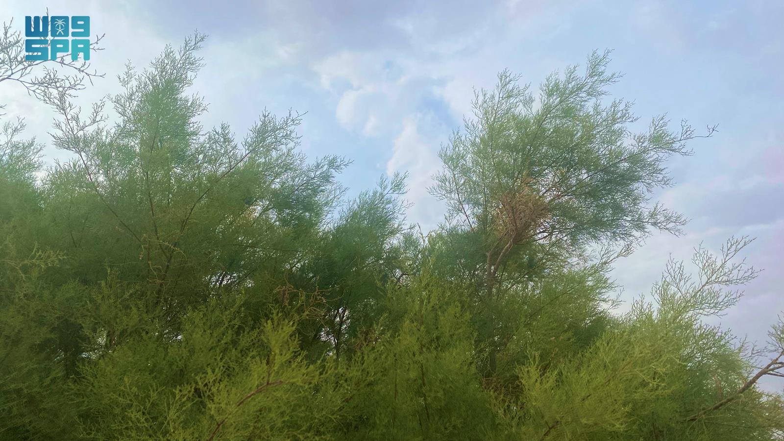 Tamarisk Tree Grows Again in the Northern Borders