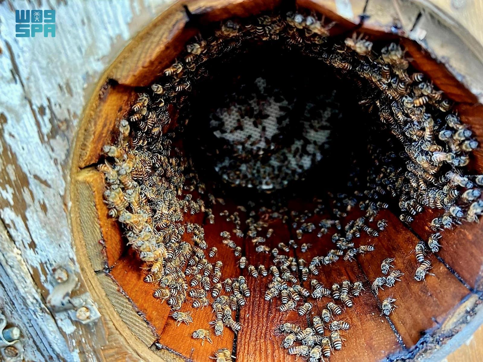 'Reef Saudi' Celebrates World Bee Day with Notable Achievements in ...