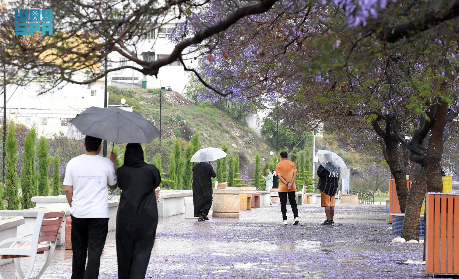 Abha Bathed in Spring Showers as Jacaranda Blooms