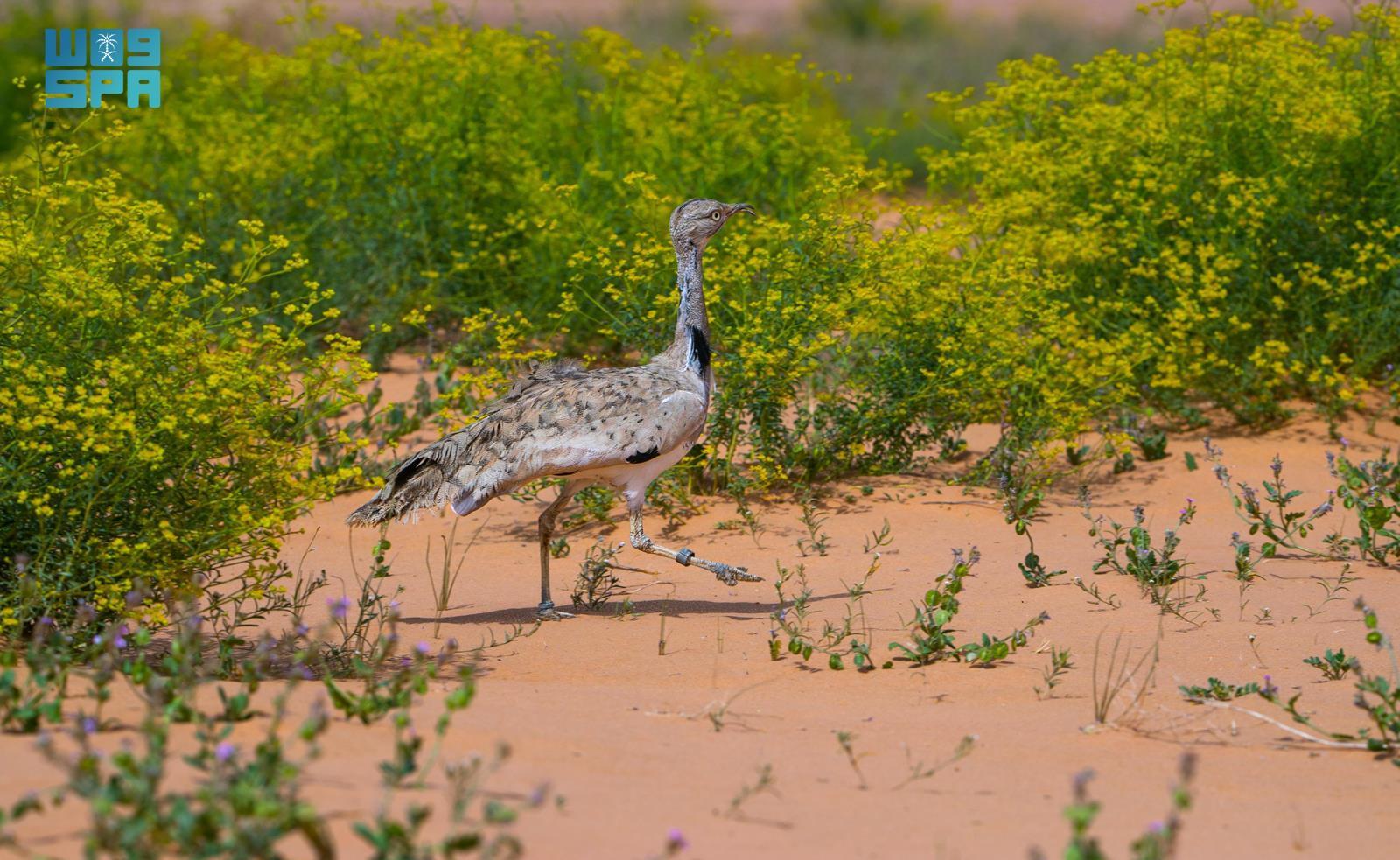 Efforts institutionnels pour une meilleur diversification dans la KARNR