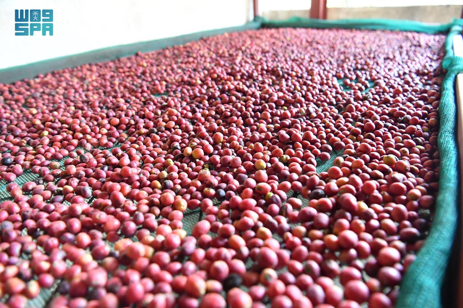 Saudi Coffee Company Licensed to Build Factory in Jazan