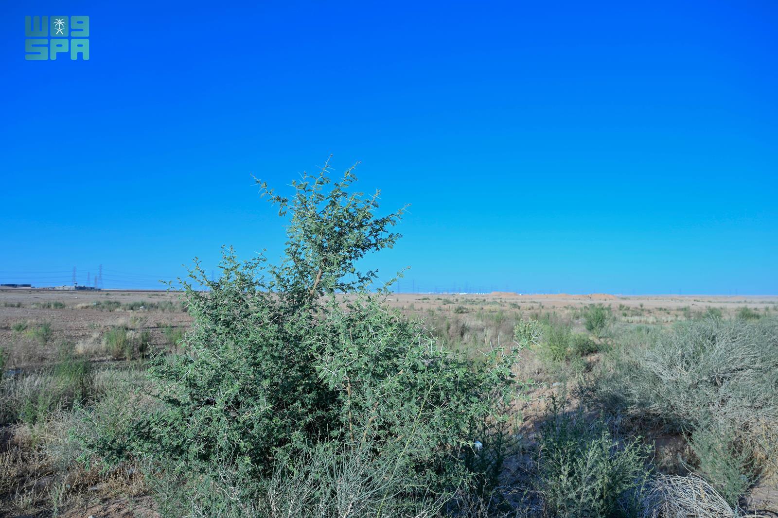 Northern Borders Region: A Botanical Treasure Trove