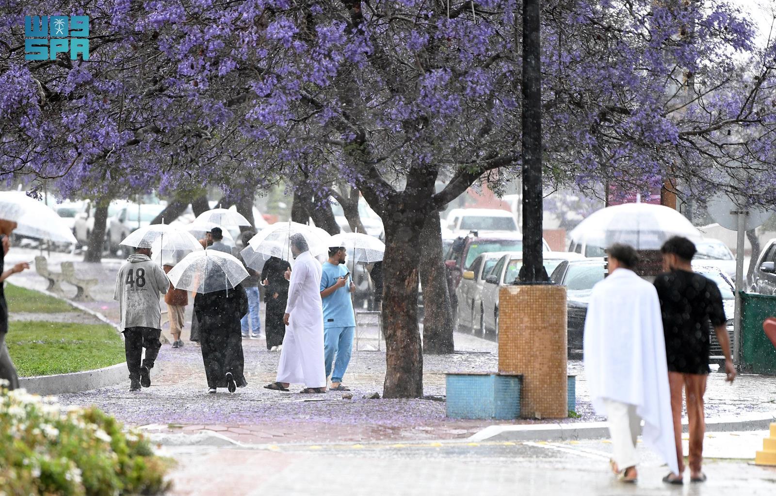Abha Bathed in Spring Showers as Jacaranda Blooms