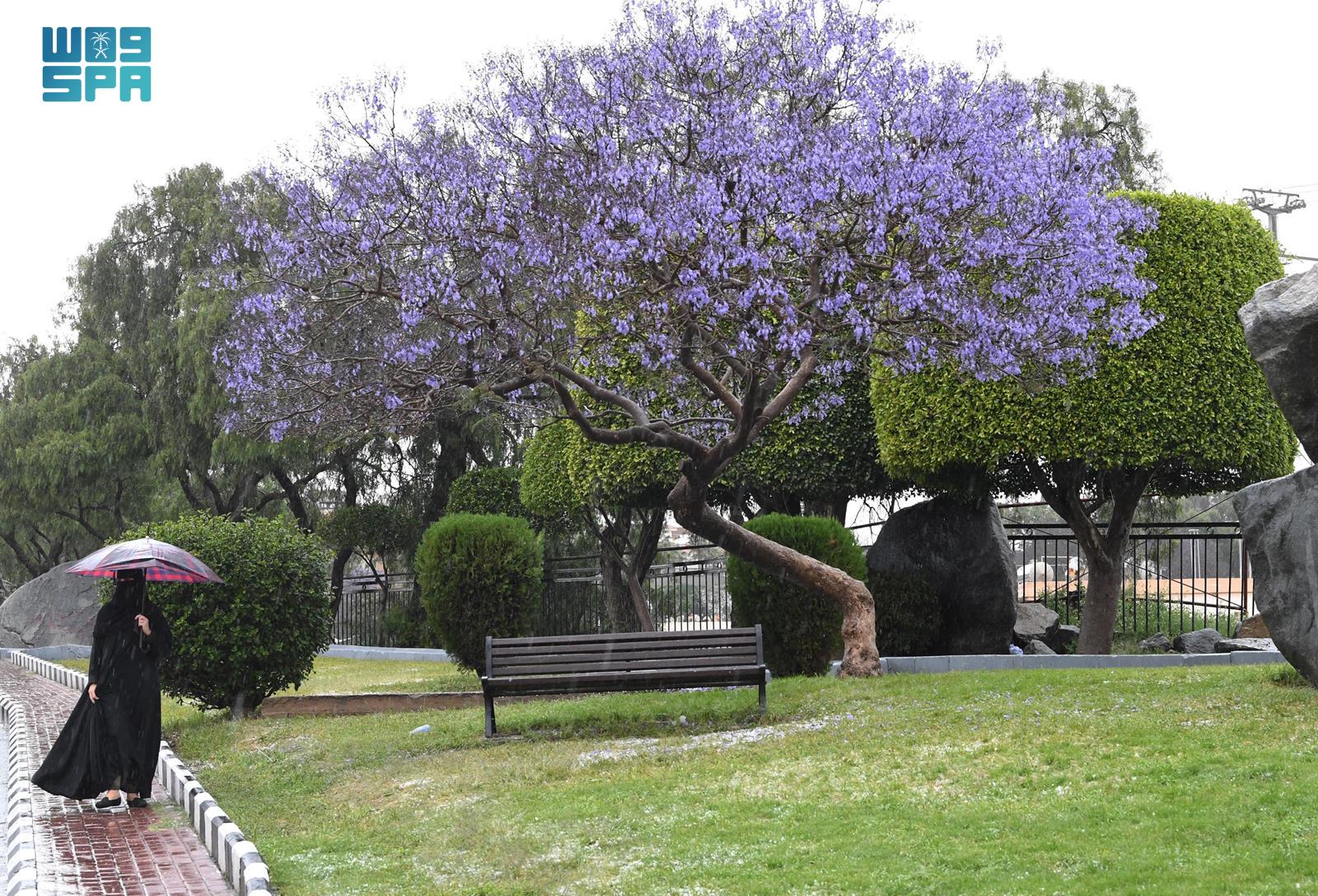 Abha Bathed in Spring Showers as Jacaranda Blooms