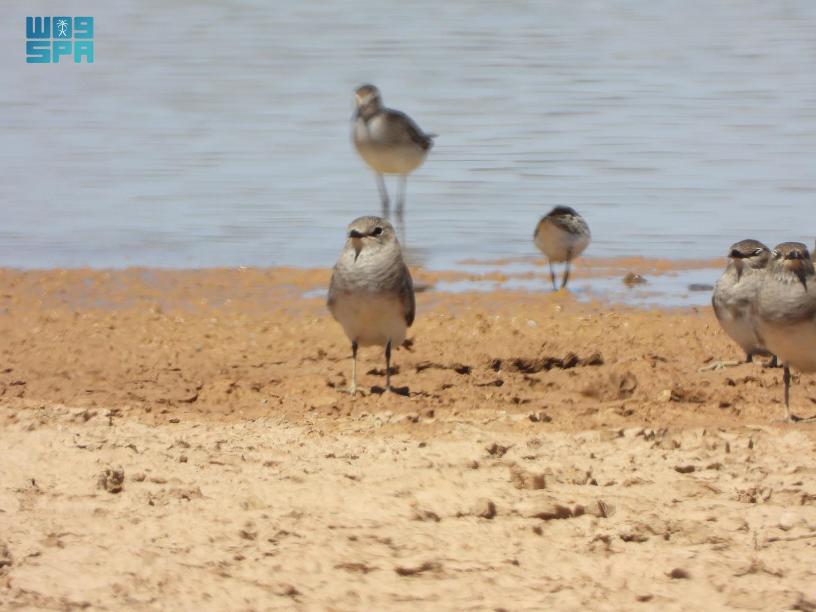 King Salman Reserve: A Haven for Migratory Birds in Saudi Arabia