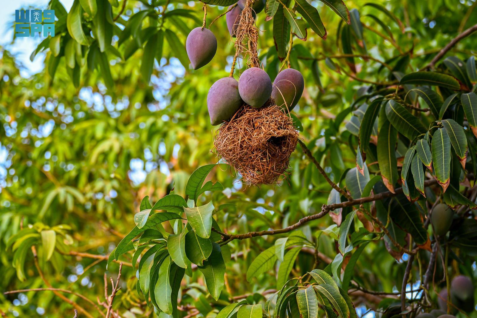 Tihama Farms Yield Bumper Mango Harvest: Over 1,200 Tons Produced