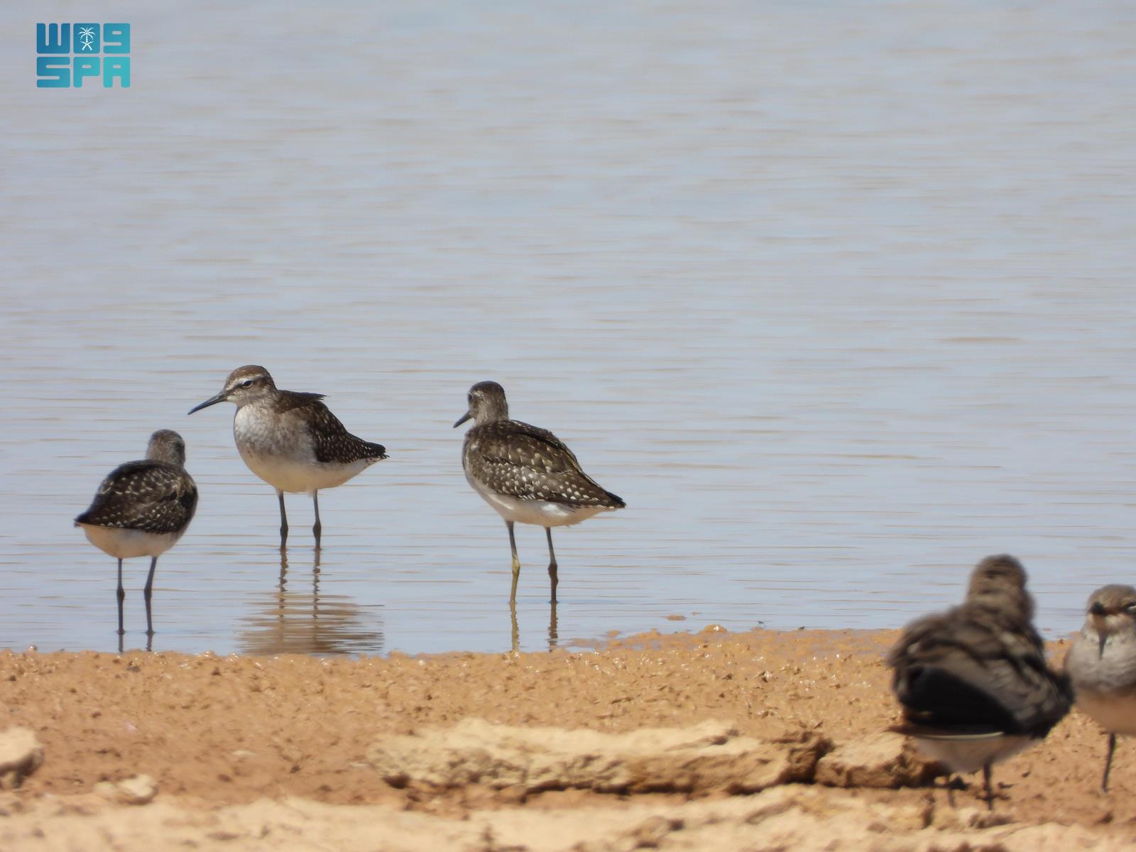 King Salman Reserve: A Haven for Migratory Birds in Saudi Arabia