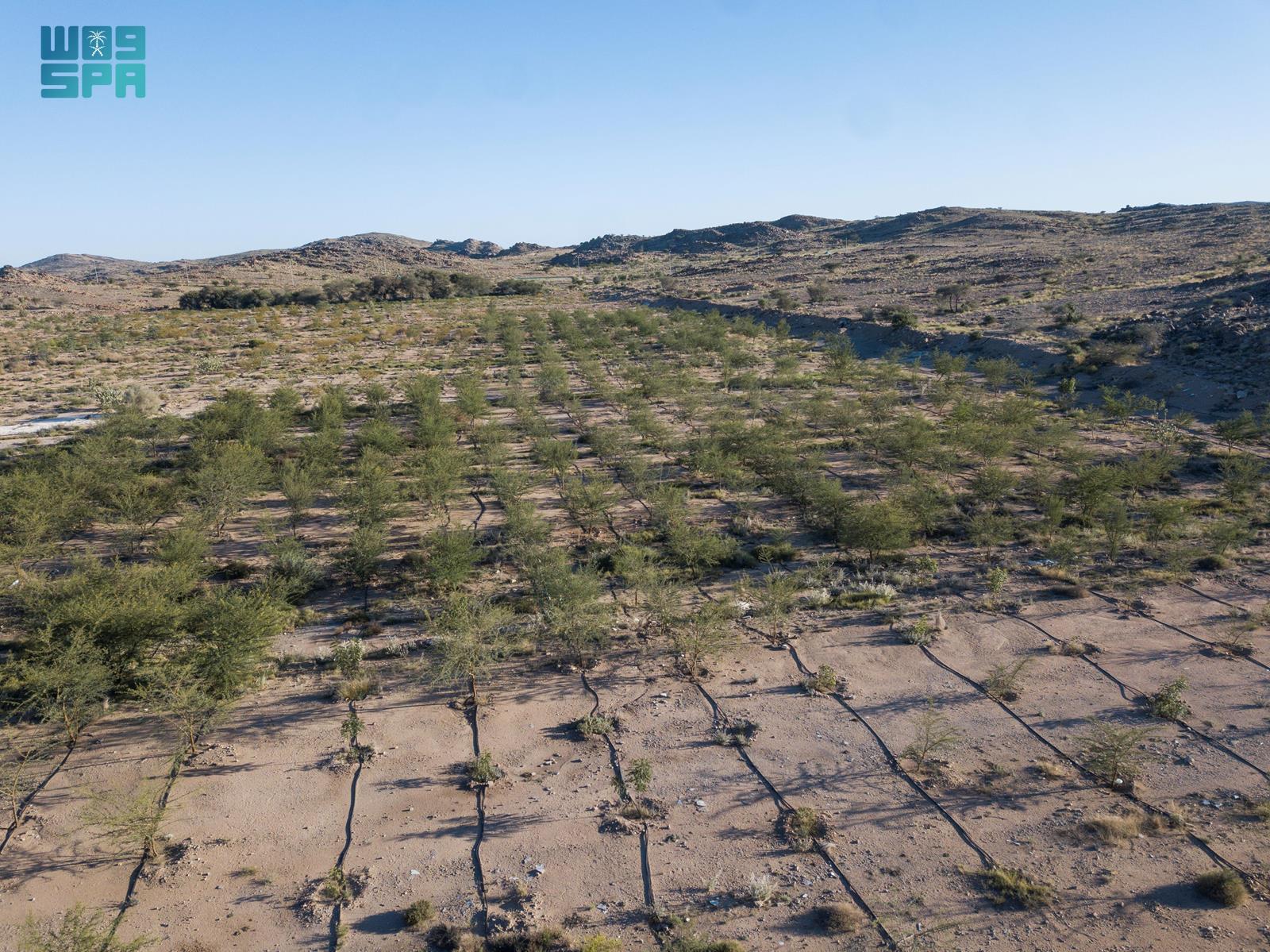Saudi Arabia Embarks on Transformative Journey Toward Environmental ...
