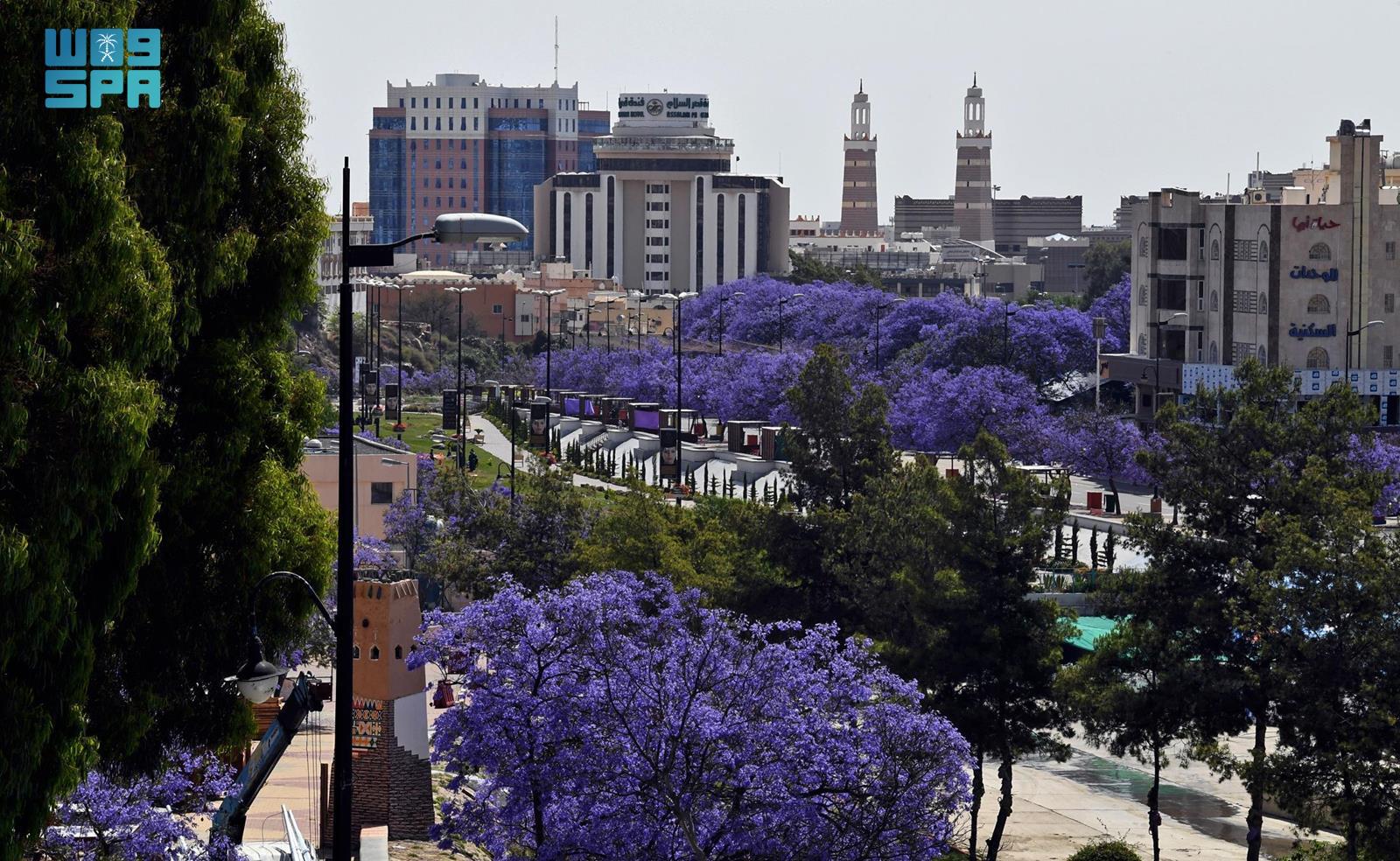Abha Bathed in Spring Showers as Jacaranda Blooms