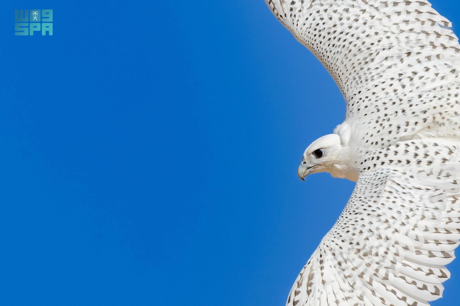 First Successful Falcon Breeding Carried out in Northern Borders Region