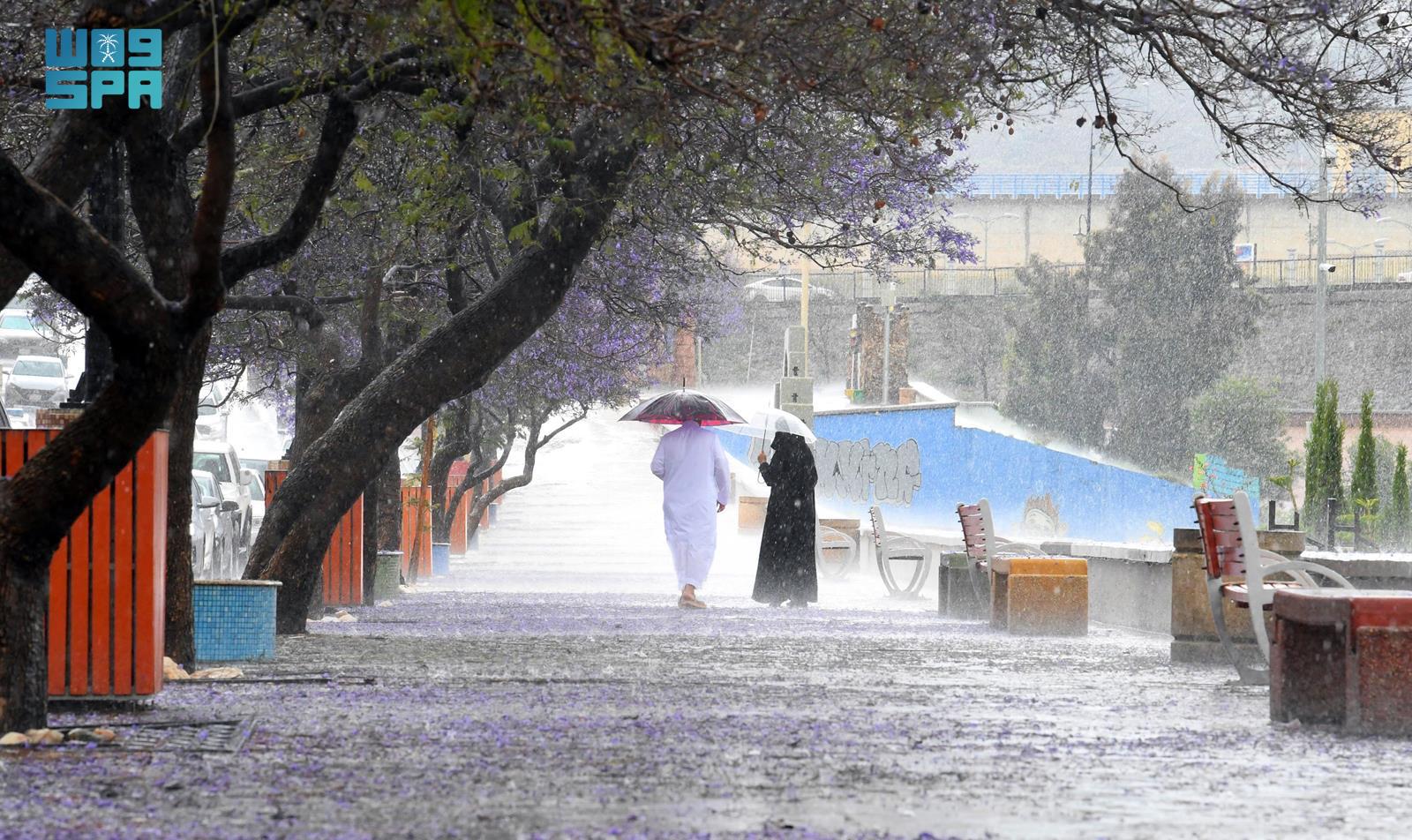 Abha Bathed in Spring Showers as Jacaranda Blooms