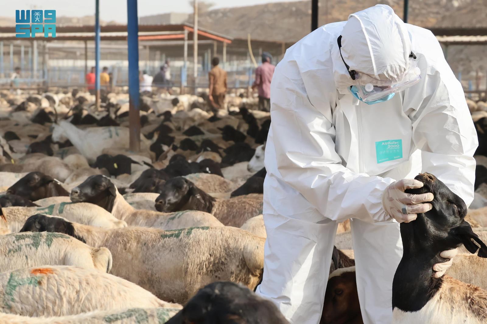 400,000 Livestock Inspected by Weqaa Center Before Entering Makkah