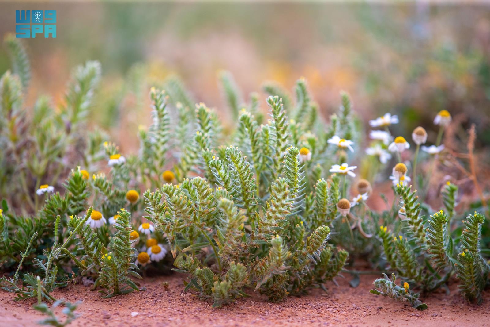 Meadows and Gardens Bloom in Saudi Arabia: NCVC Starts to Plant 5.8 ...