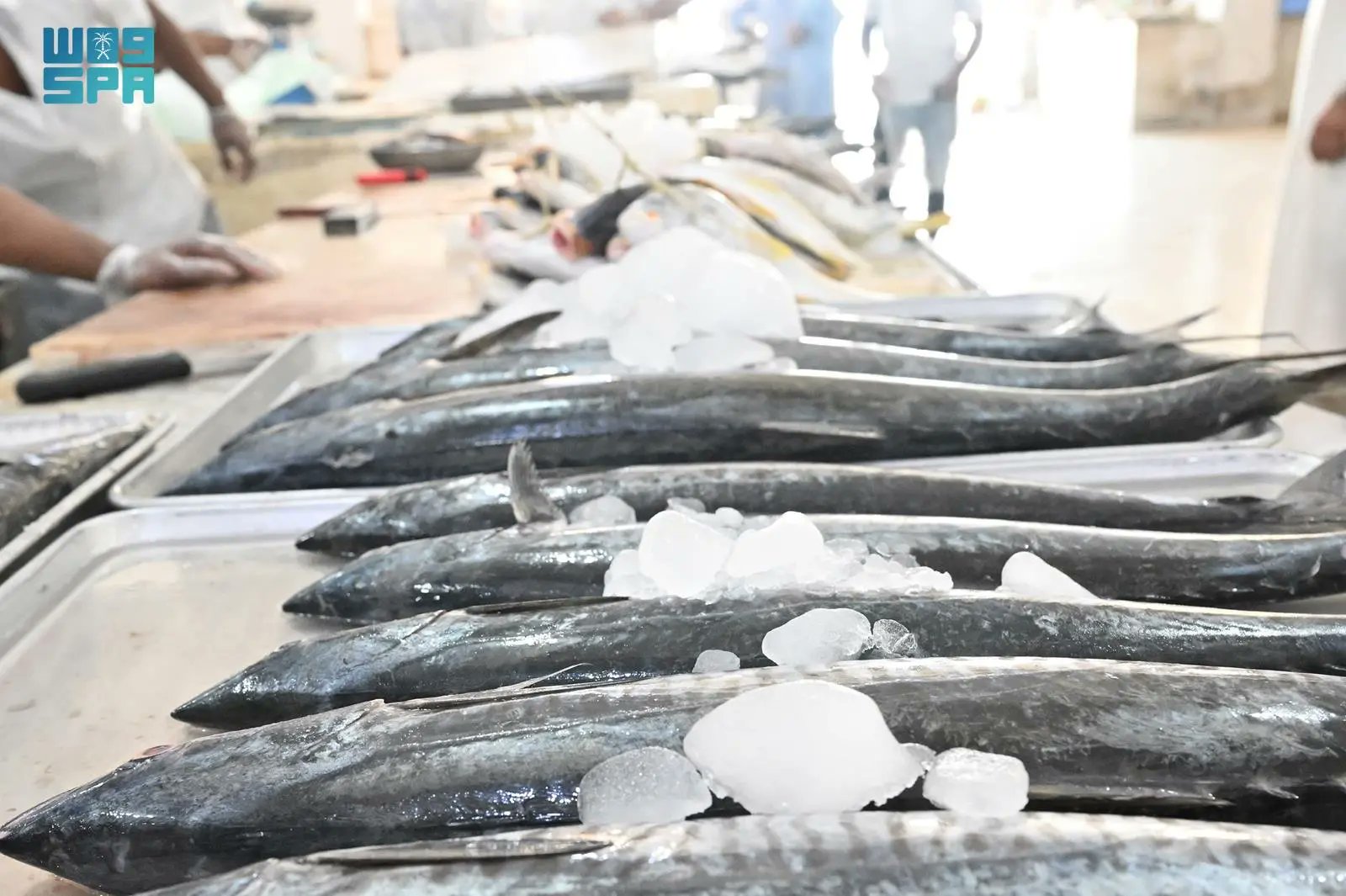 Reef Saudi Reels in SAR 86 Million Investment for Sustainable Fish Sector