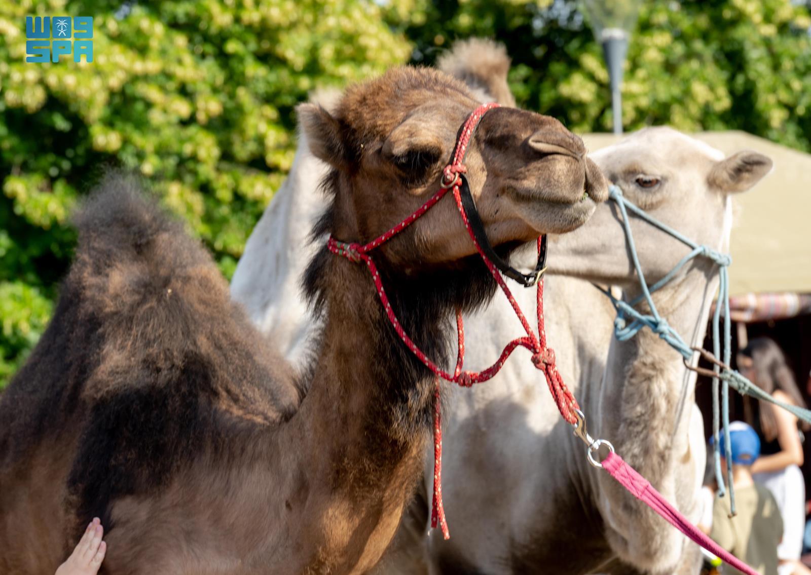 Saudi Embassy in Poland Organizes International Year of Camelids ...