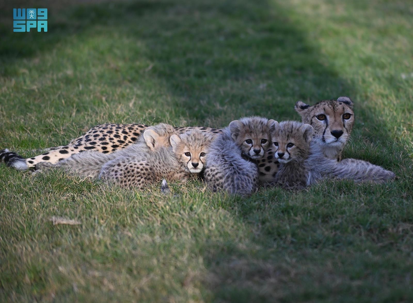 Saudi Arabia Celebrates Birth of Four Cheetah Cubs, Unveils Ambitious ...