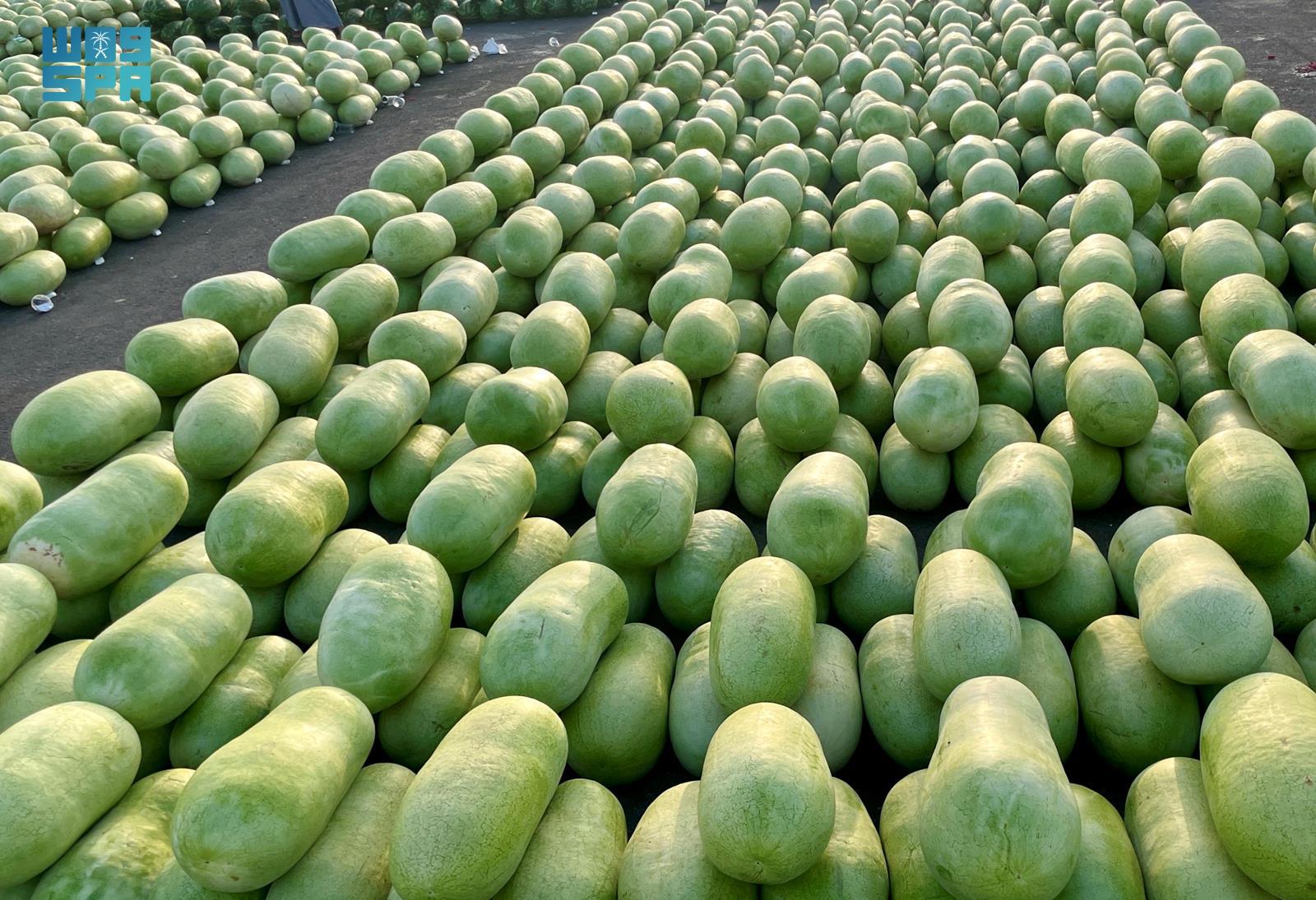Makkah Tops Watermelon Production in Saudi Arabia