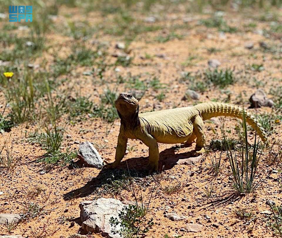Comeback of the Spiny-Tailed Lizard, Thriving in the Kingdom's Wilderness