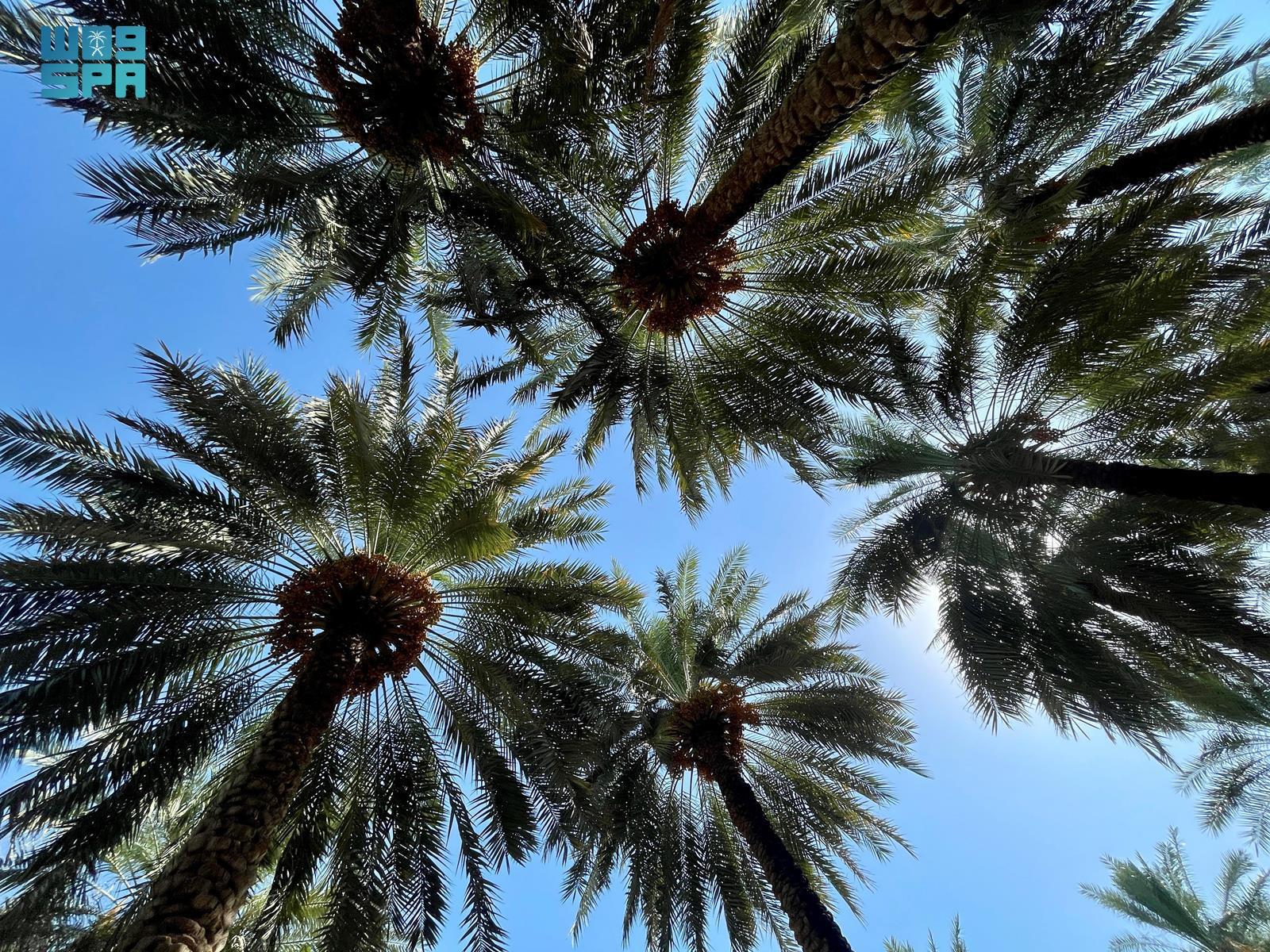 Qassim's Palm Trees: A Vital Economic Pillar of Vision 2030