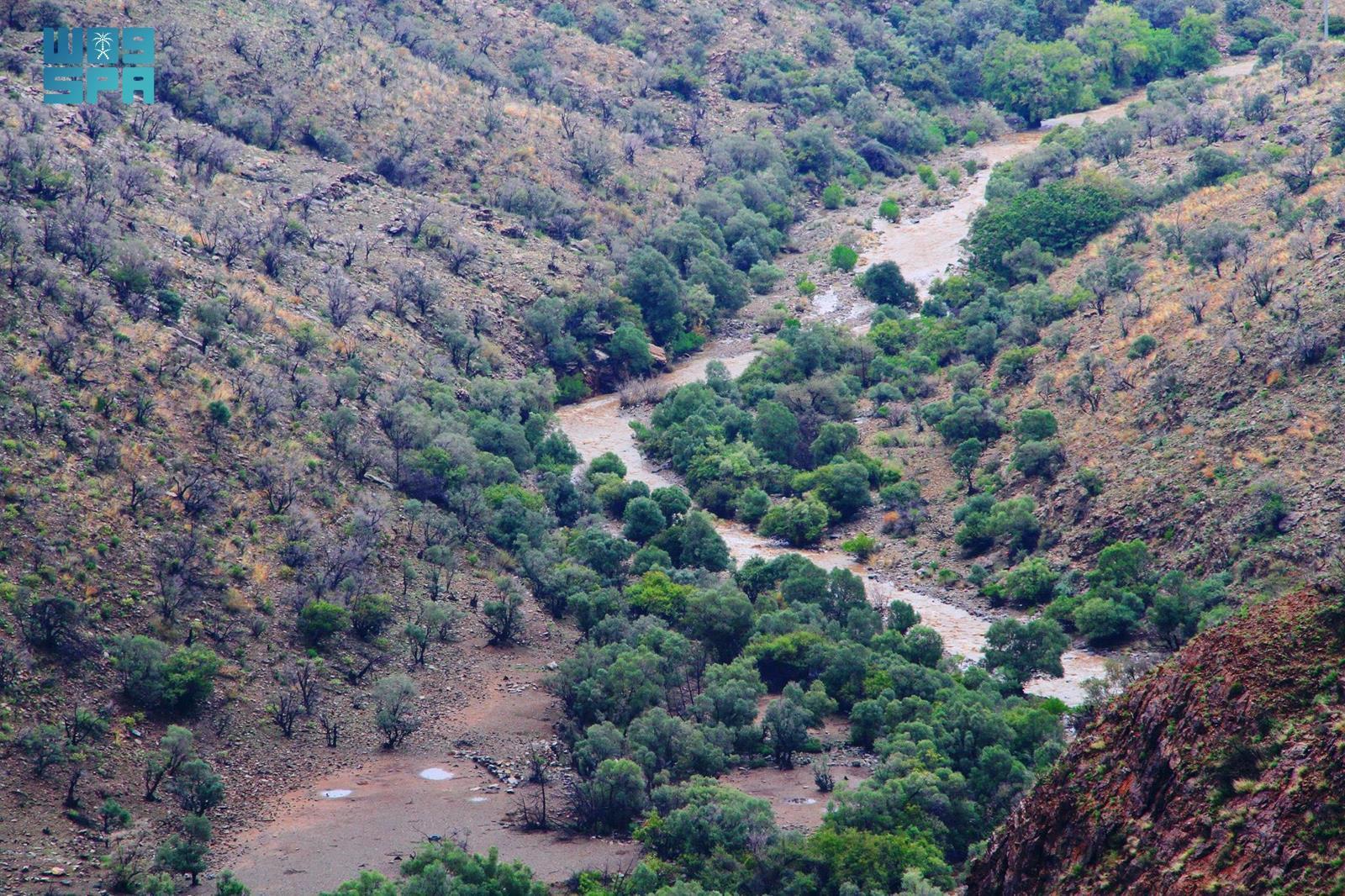 Al-Atam: A Resilient Tree with Deep Roots in Saudi History