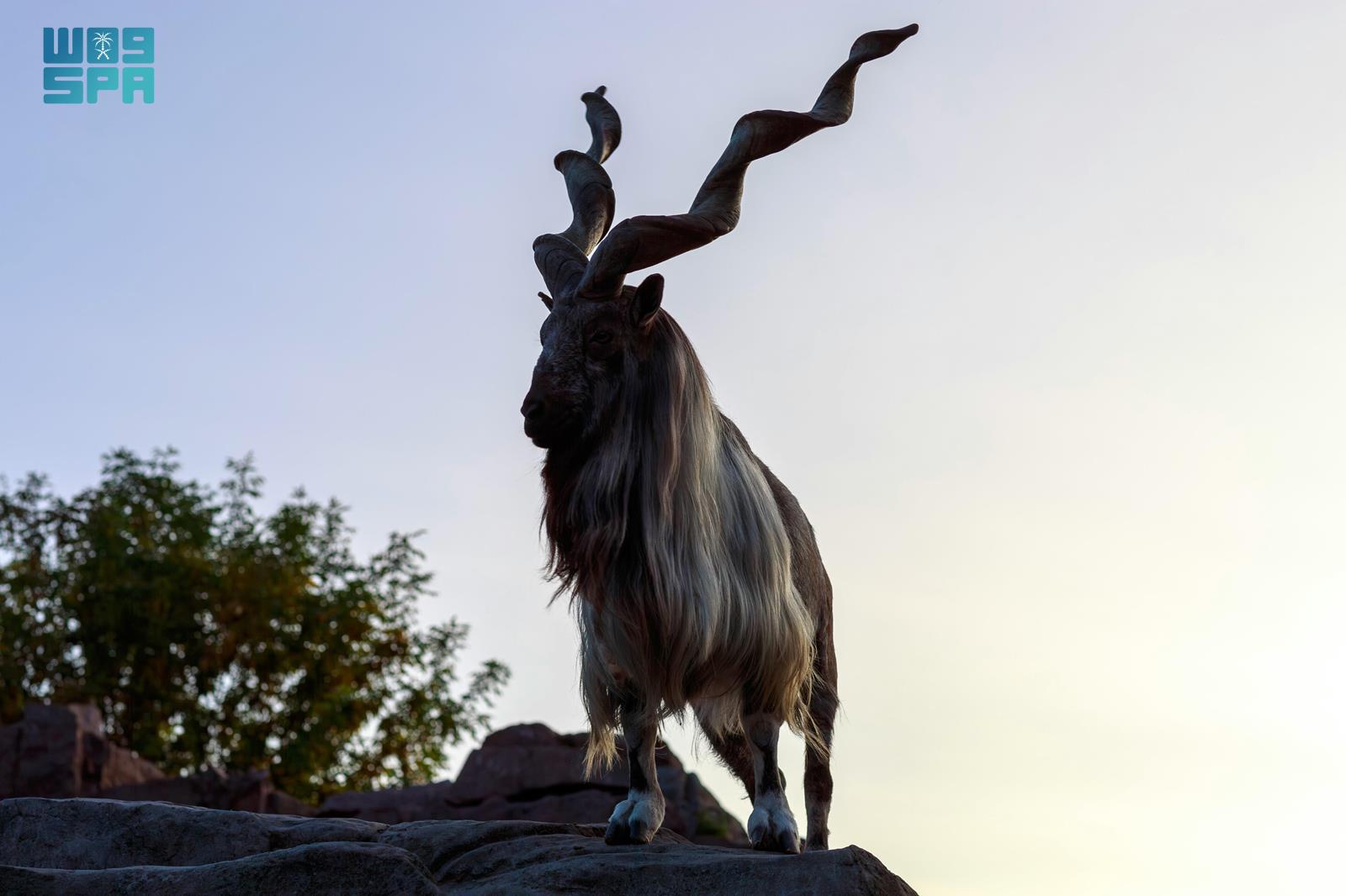 Pakistan's Iconic Markhor Threatened with Extinction