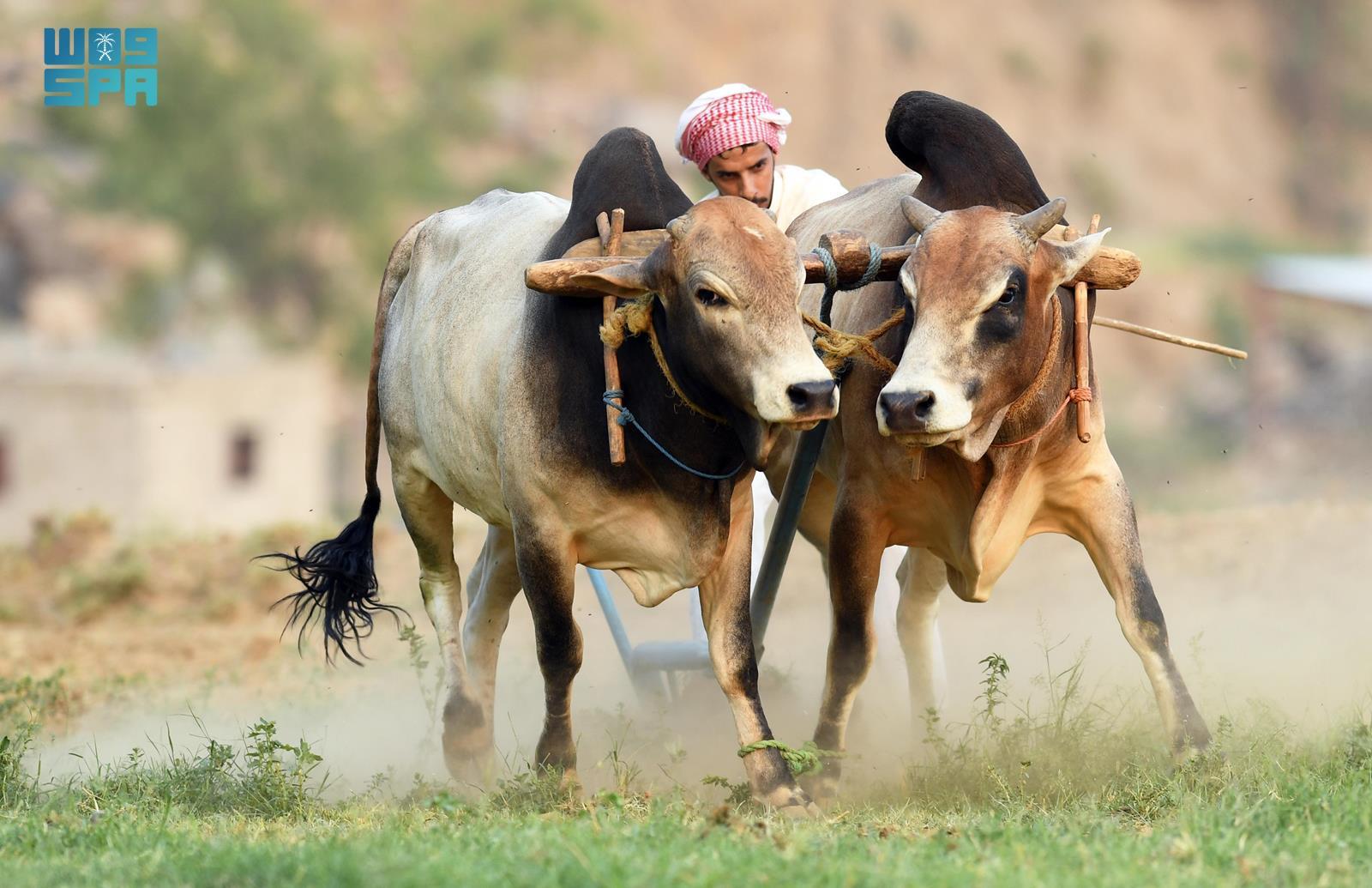 Aseer's Mount Barkouk: Living Testament to Ancient Agricultural Practices