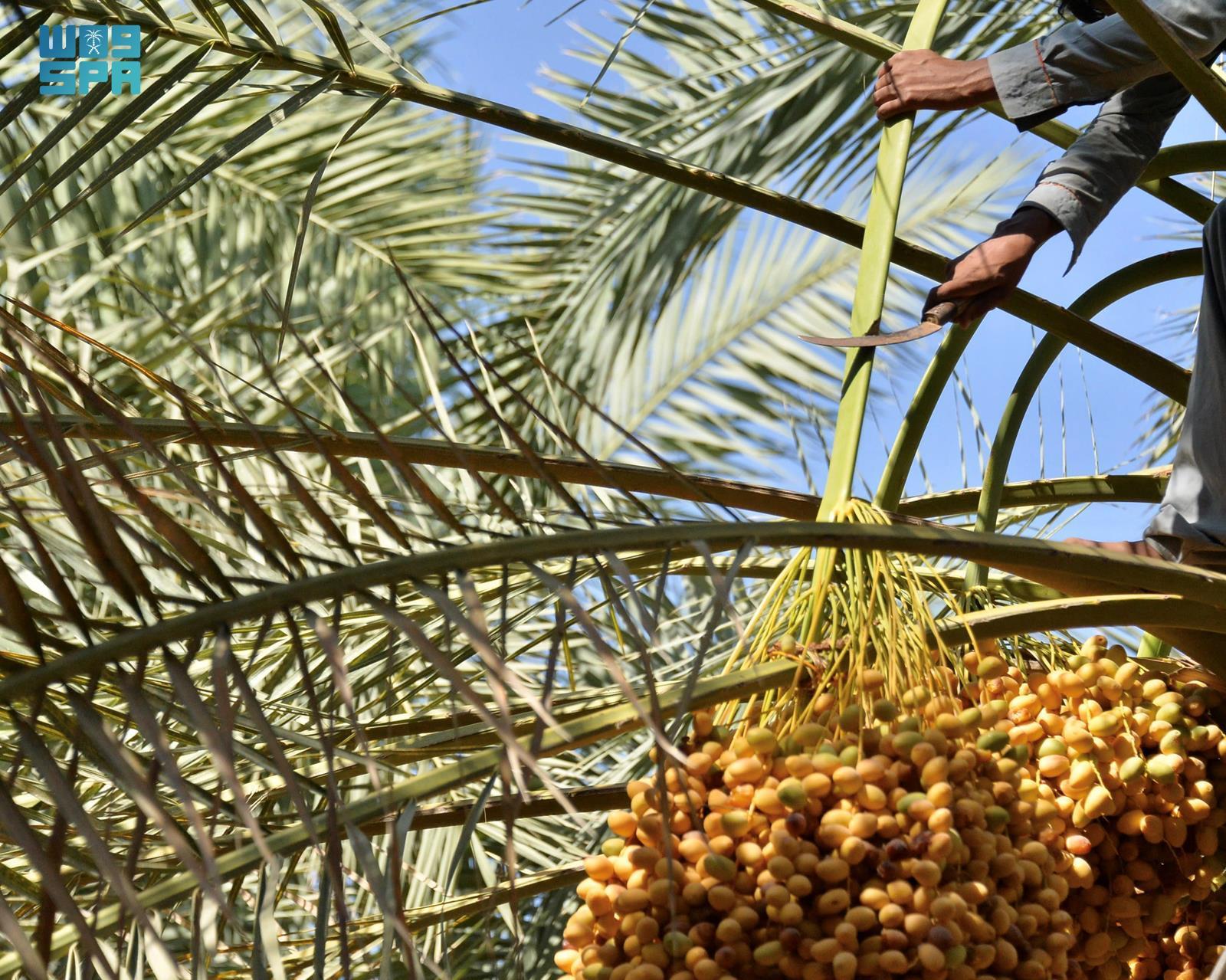 Qassim's Palm Trees: A Vital Economic Pillar of Vision 2030
