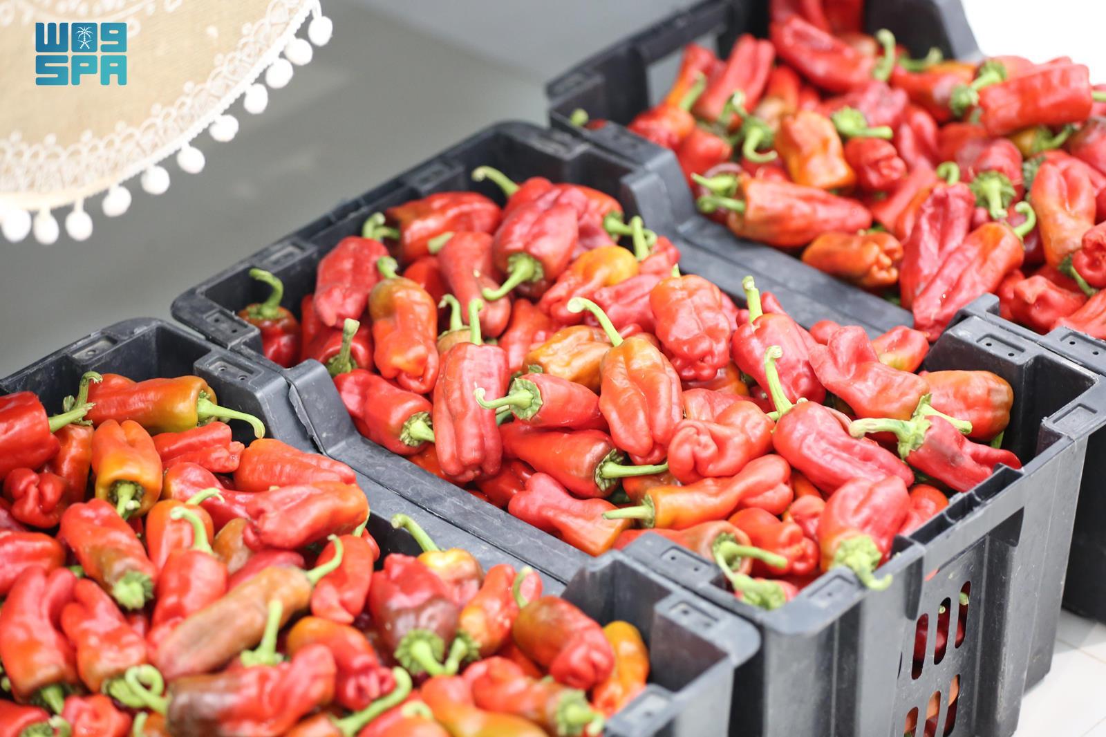 Shaqra Pepper Auction, a Unique Entertainment Event Boosting Farmer ...