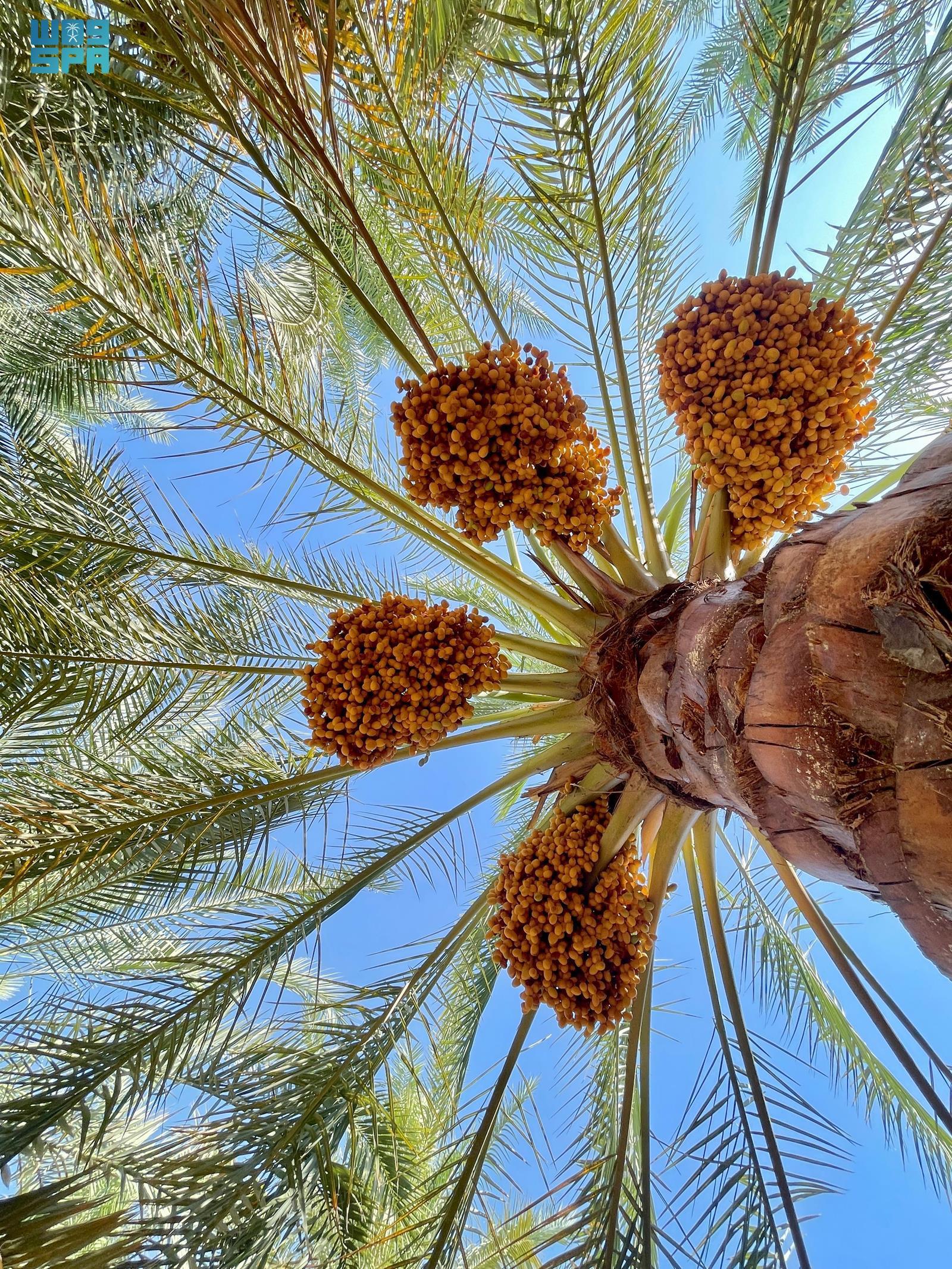 Qassim's Palm Trees: A Vital Economic Pillar of Vision 2030