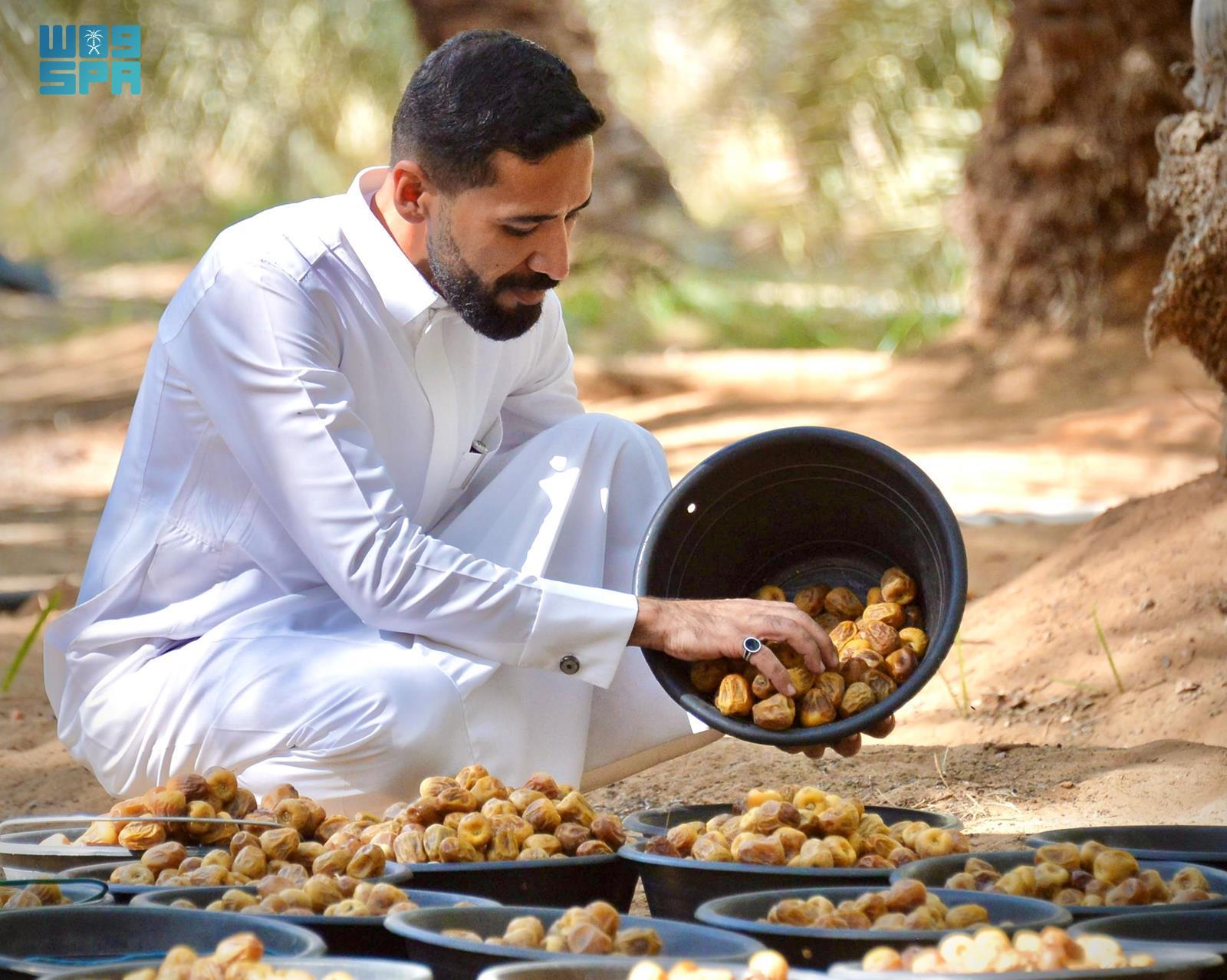 Qassim's Palm Trees: A Vital Economic Pillar of Vision 2030