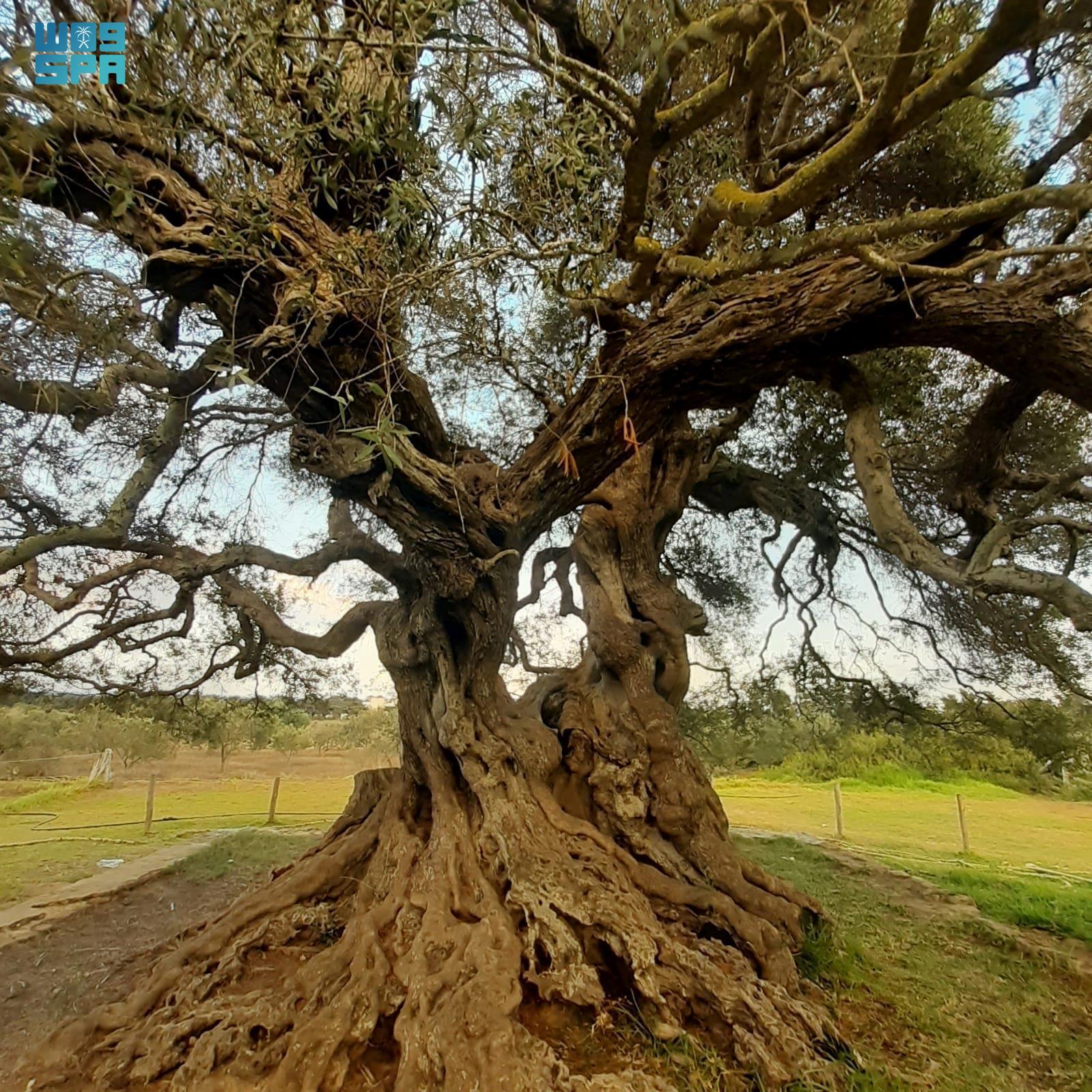 Africa's Oldest Olive Tree Stands Strong in Tunisia