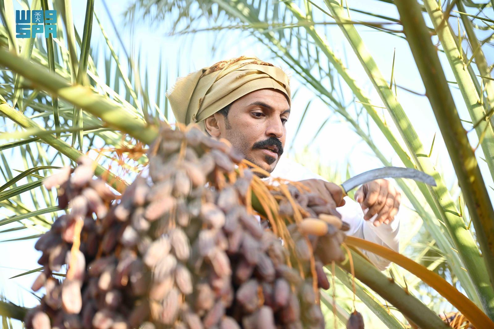 Date Palm Cultivation: A Cornerstone of AlUla's Economy
