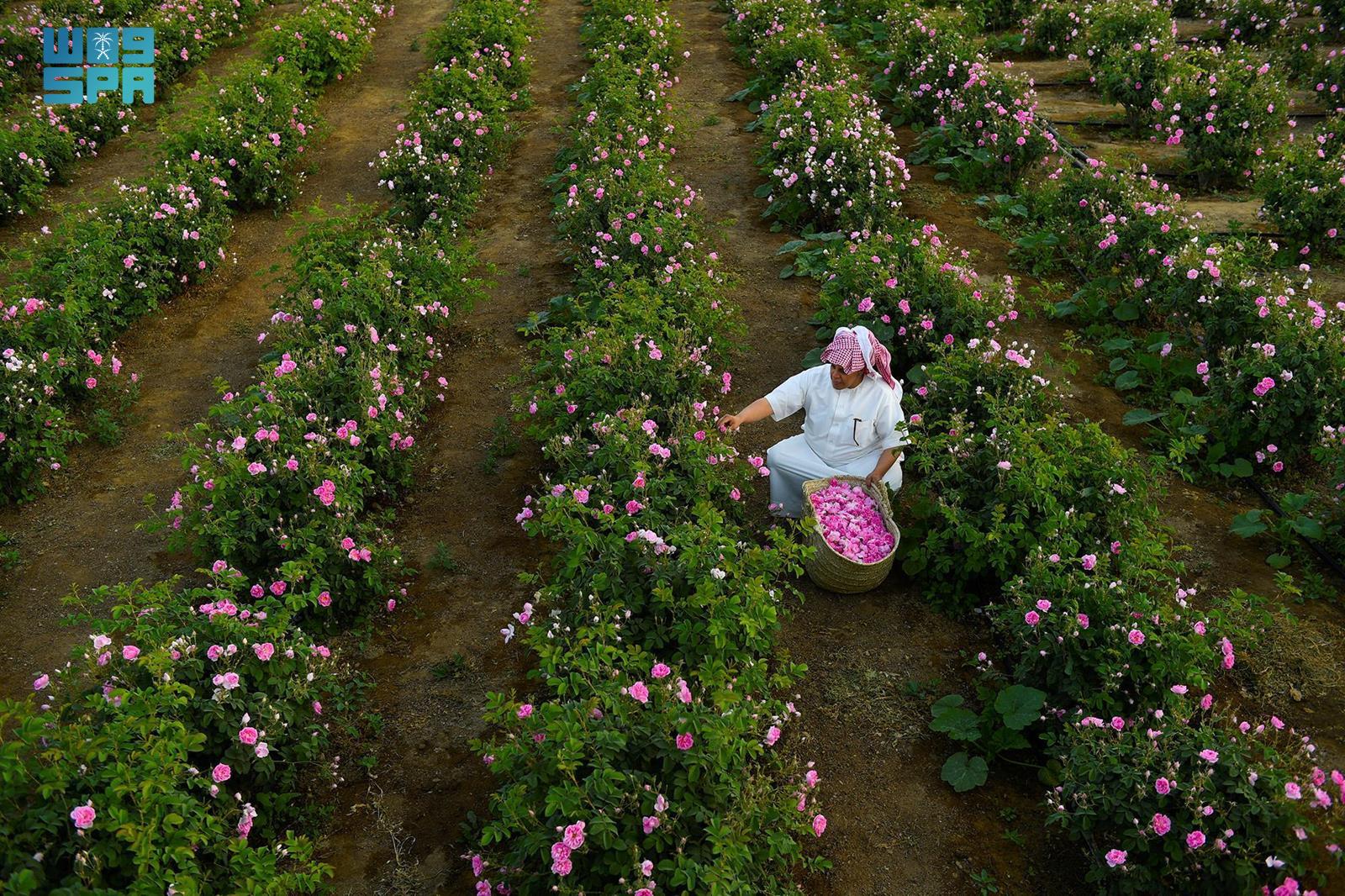 L'Arabie Saoudite annonce la localisation de la culture des roses pour ...