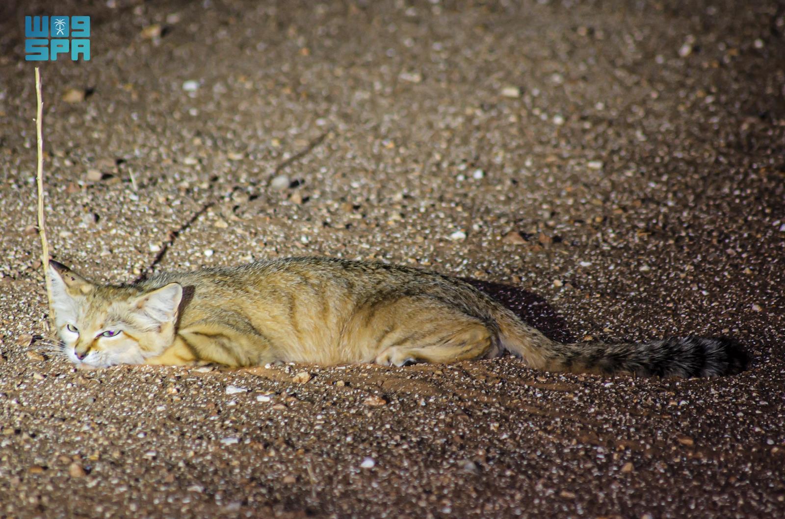 Rare Sand Cat Spotted in Northern Borders Region