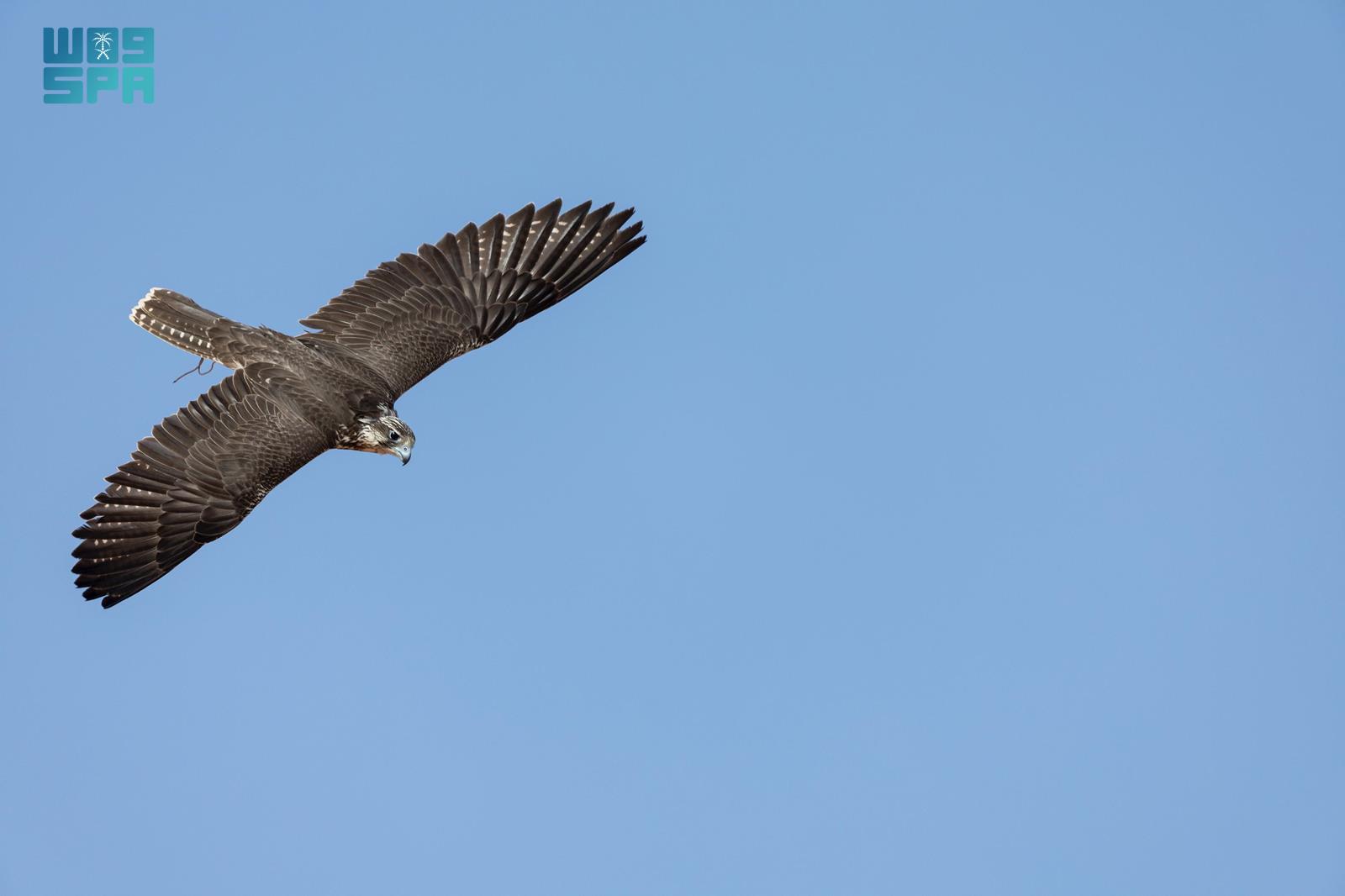 Melwah Racing Concludes with SAR750,000 in Prizes