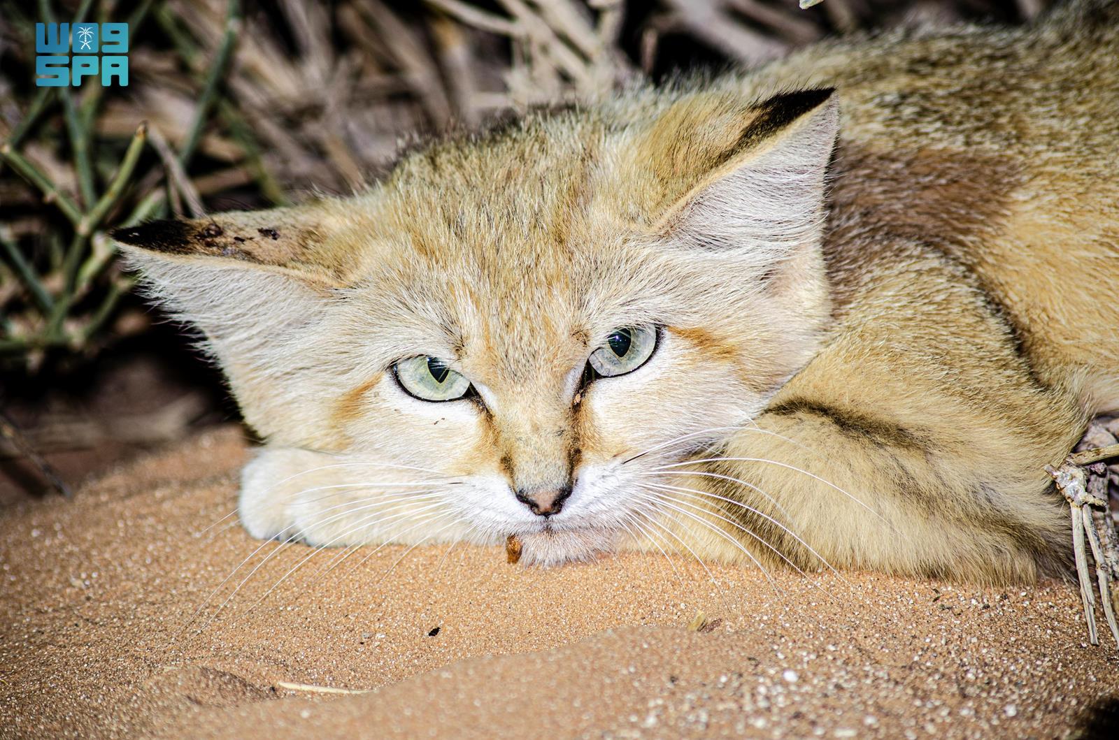 Rare Sand Cat Spotted in Northern Borders Region