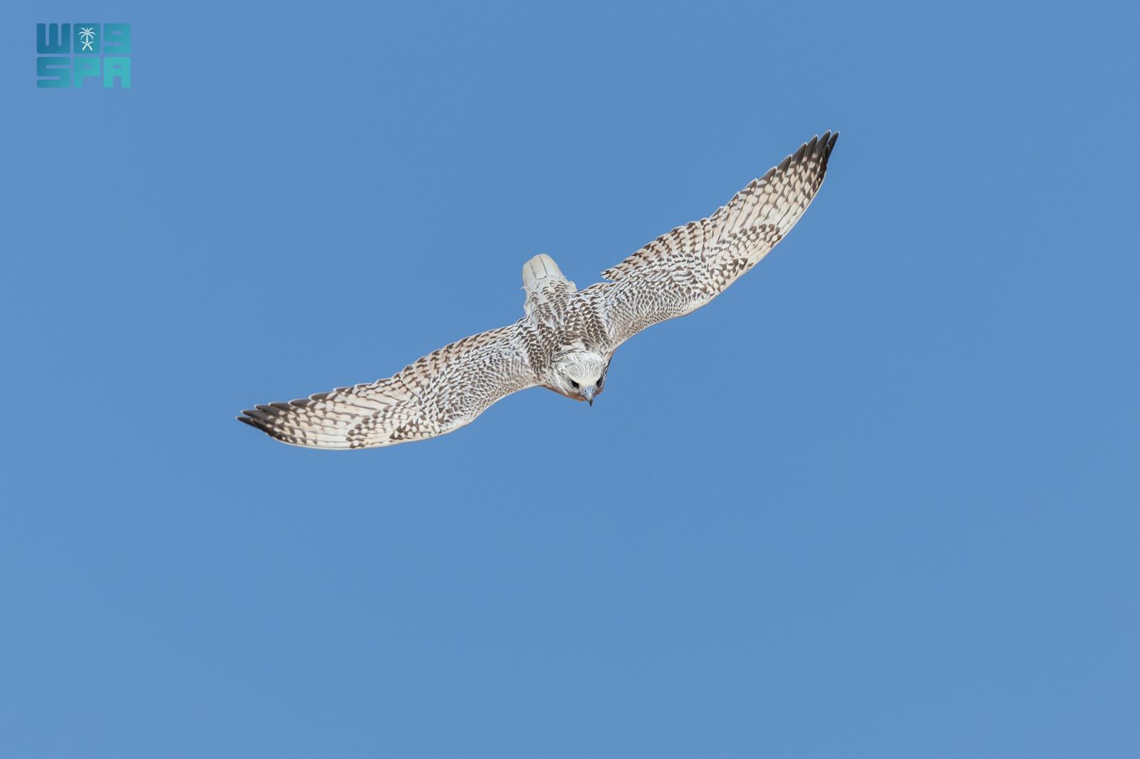 Melwah Racing Continues at Saudi Falcons Club in Malham