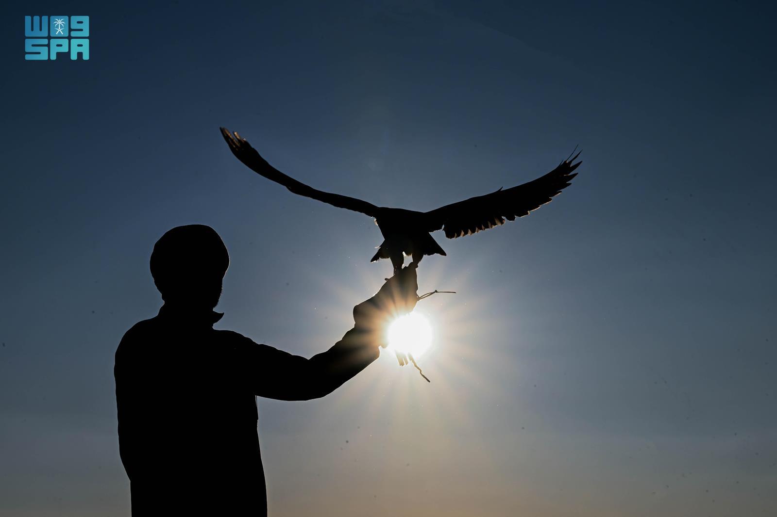 Falconers Practice Melwah Training as Hunting Season Begins