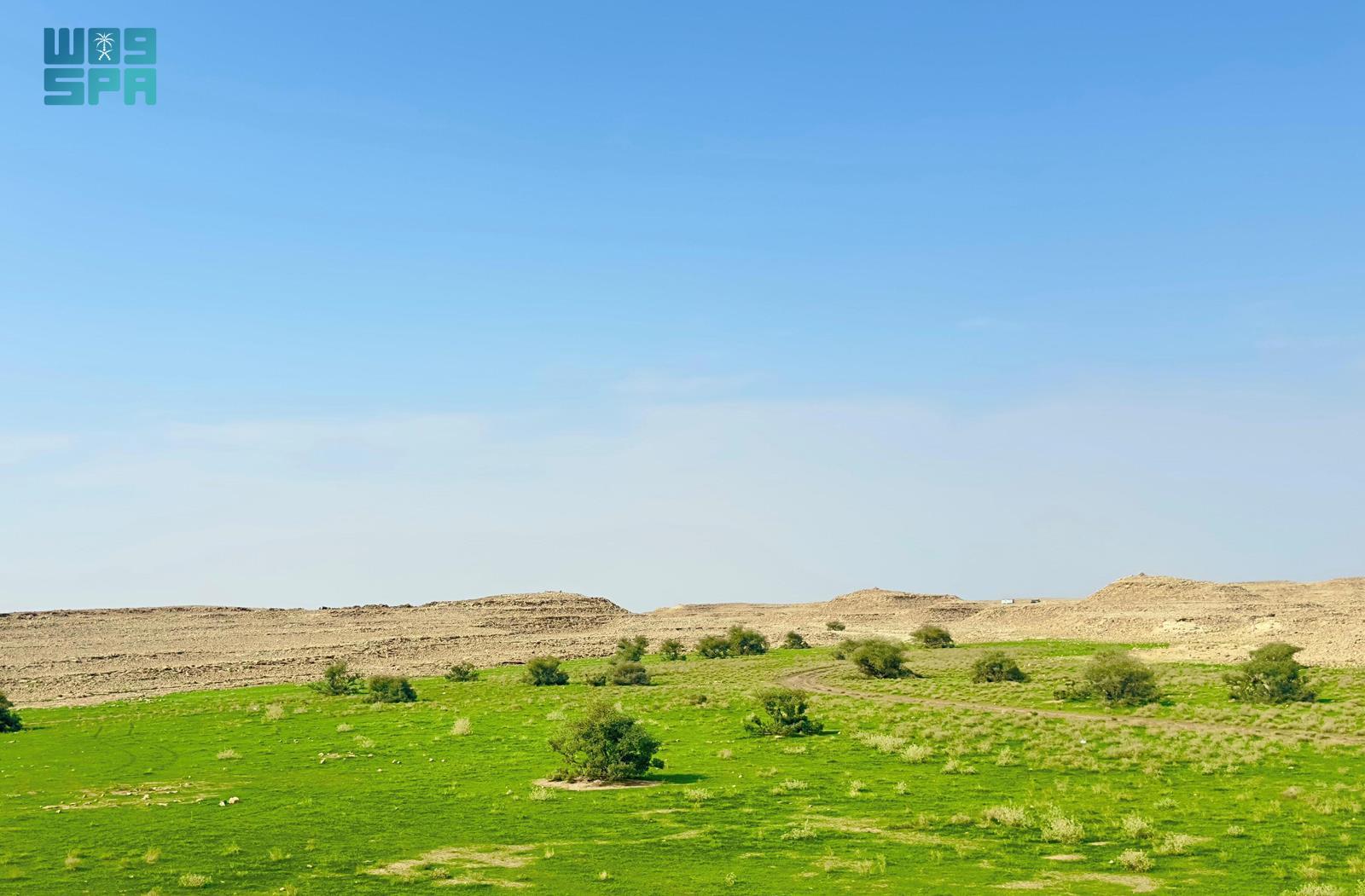 Northern Borders Region is in Full Bloom following Rainfalls