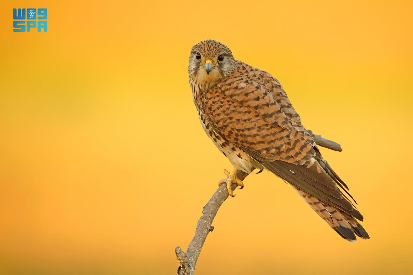 Kestrel Falcon is Most Common Species Breeding in King Salman bin ...