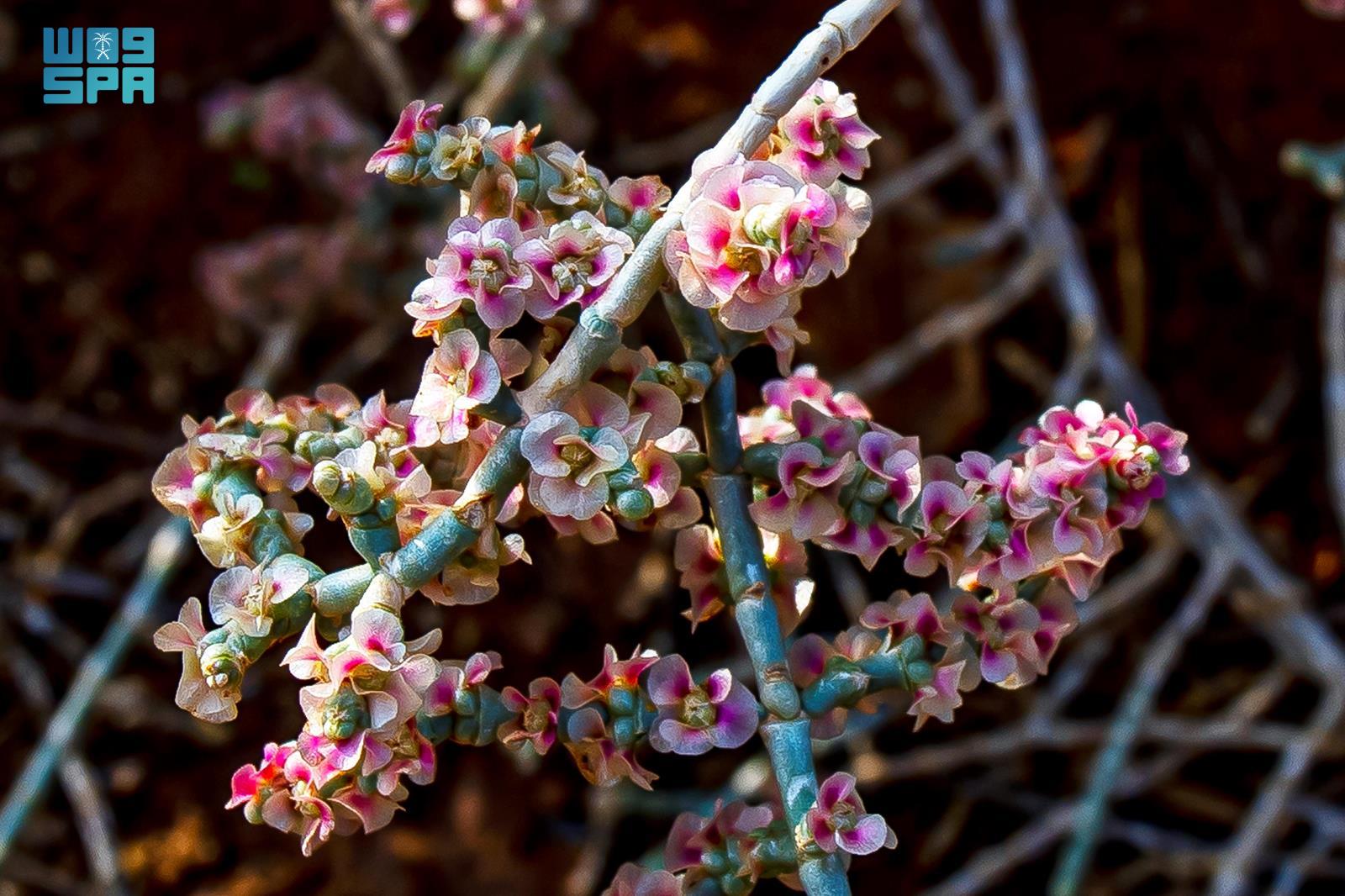 Haloxylon Blooms Paint a Stunning Picture in Northern Borders