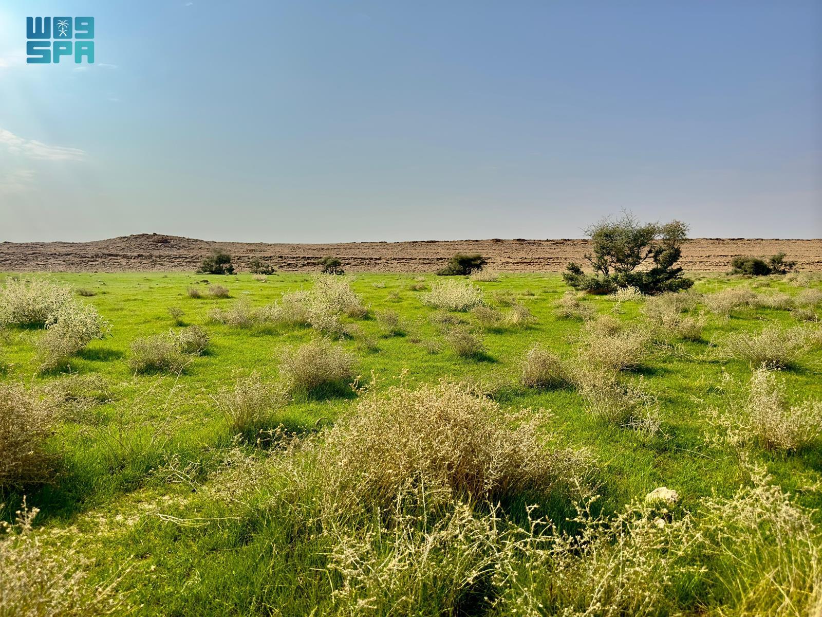 Northern Borders Region is in Full Bloom following Rainfalls