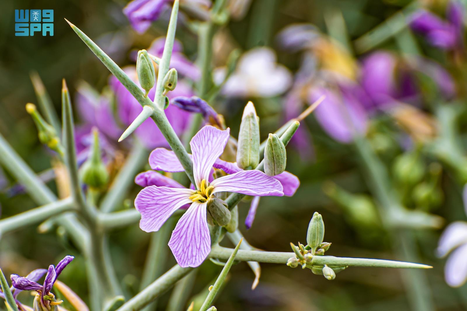 Rare Purple-Flowered 'Zilla' Spotted in Northern Borders Region