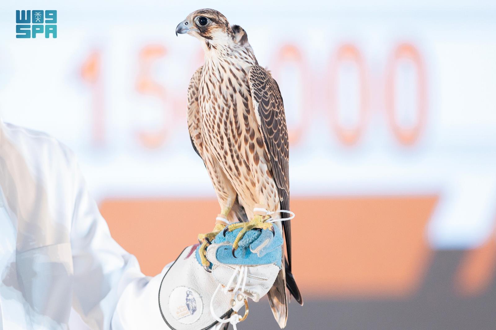 Falcon Sells for SAR210,000 at Saudi Falcons Club Auction