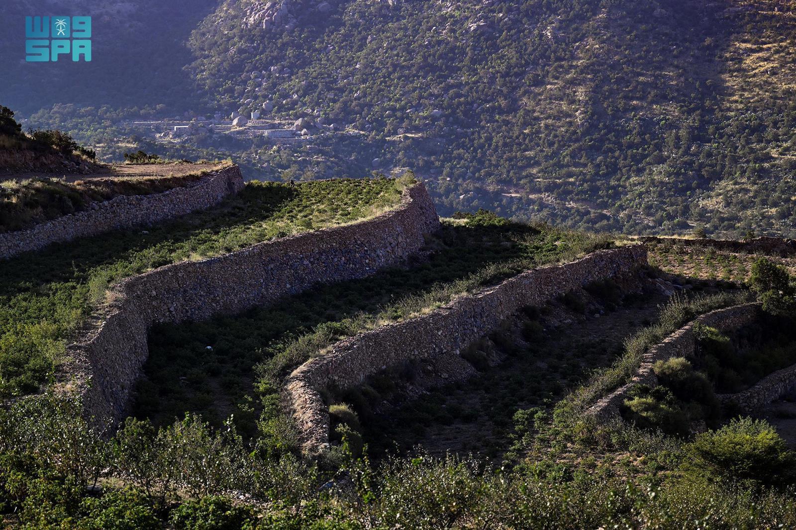 Taif's Mountain and Valley Farms: A Pioneering Model of Organic Agriculture